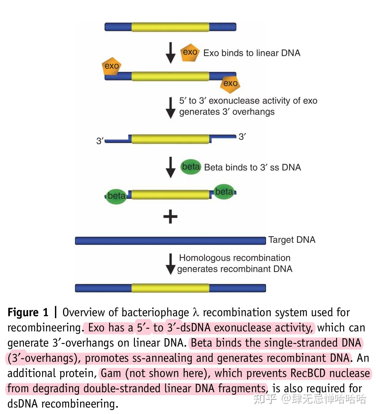文献讲解-采用pEcCas/pEcgRNA系统实现大肠杆菌的靶向敲除 - 知乎