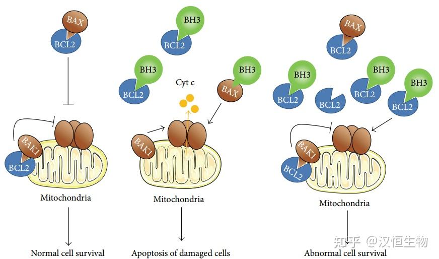细胞凋亡系列篇【5】Bcl-2家族 - 知乎
