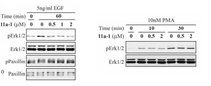 SHP2抑制剂研究中的药效学生物标志物-磷酸化ERK1/2蛋白检测 - 知乎
