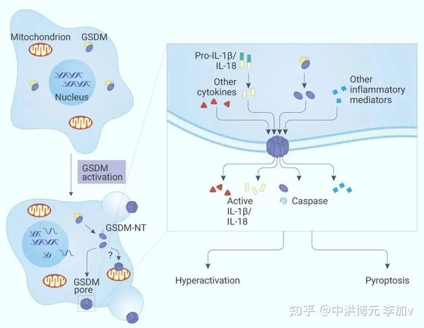 影响因子110+的「细胞焦亡」综述，助你轻松get国自然热点（文末含下载链接） - 知乎