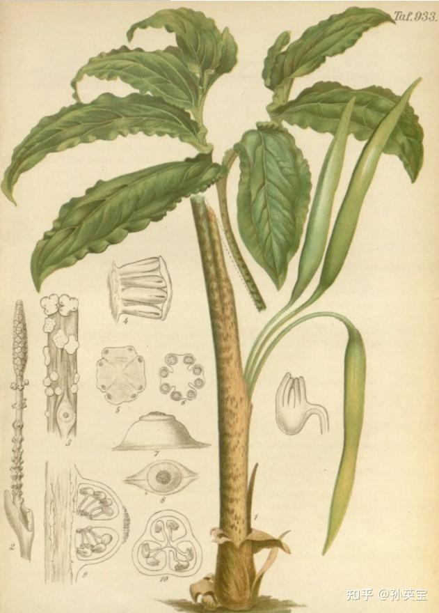 科学绘画||被子植物家族的天南星科成员（六） - 知乎