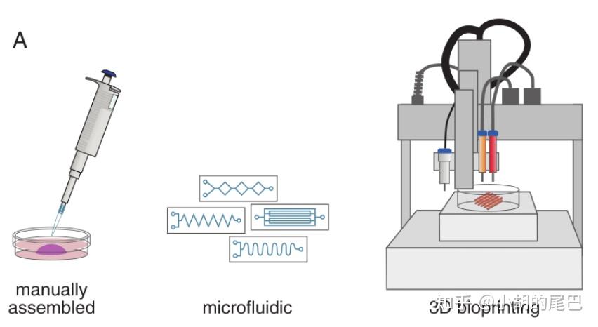 3D Cell Culture —— 第一章 3D细胞培养引入介绍，和本书方法的引导展示。 - 知乎