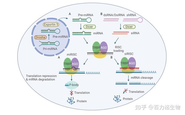 [小核酸药物]—siRNA赛道研发进展 - 知乎
