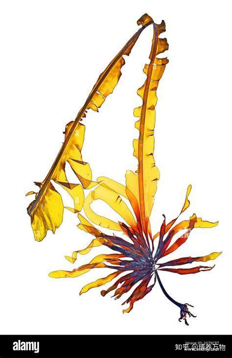 海带目Laminariales:壮丽巨藻，海中森林的创建者 - 知乎