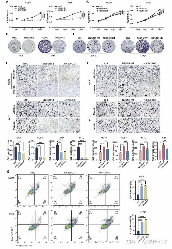 易基因：NSUN2/YBX1介导m5C甲基化增强HGH1 mRNA稳定性以促进肿瘤进展 | 科研速递 - 深圳市易基因科技 - 博客园
