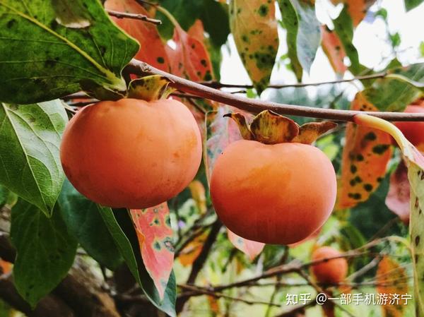 喜柿连连 见柿如意，快来泗水龙湾湖摘柿子吧 - 知乎