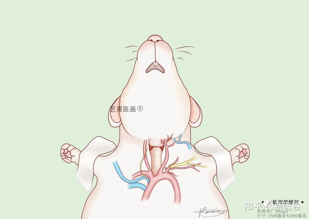 医学插画｜动物实验之大鼠颈部解剖 - 知乎