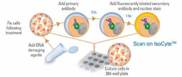 高通量RNA干扰技术筛选DNA损伤 Phosphorylated H2AX (Validated Assay) - 知乎