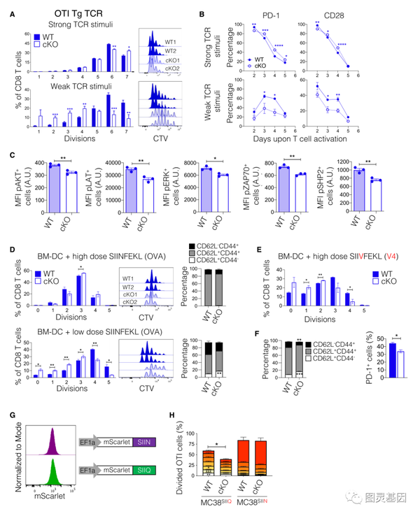 Can Cell | 哈佛医学院揭示肿瘤免疫原性决定免疫治疗对TCF1的依赖性 - 知乎