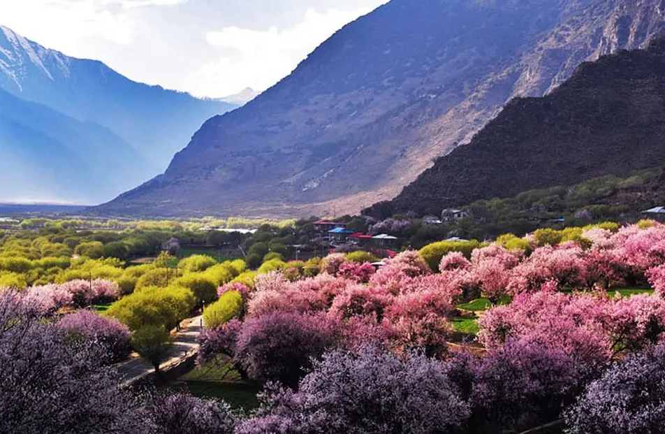 仙境桃源——西藏林芝地区波密桃花沟 - 知乎