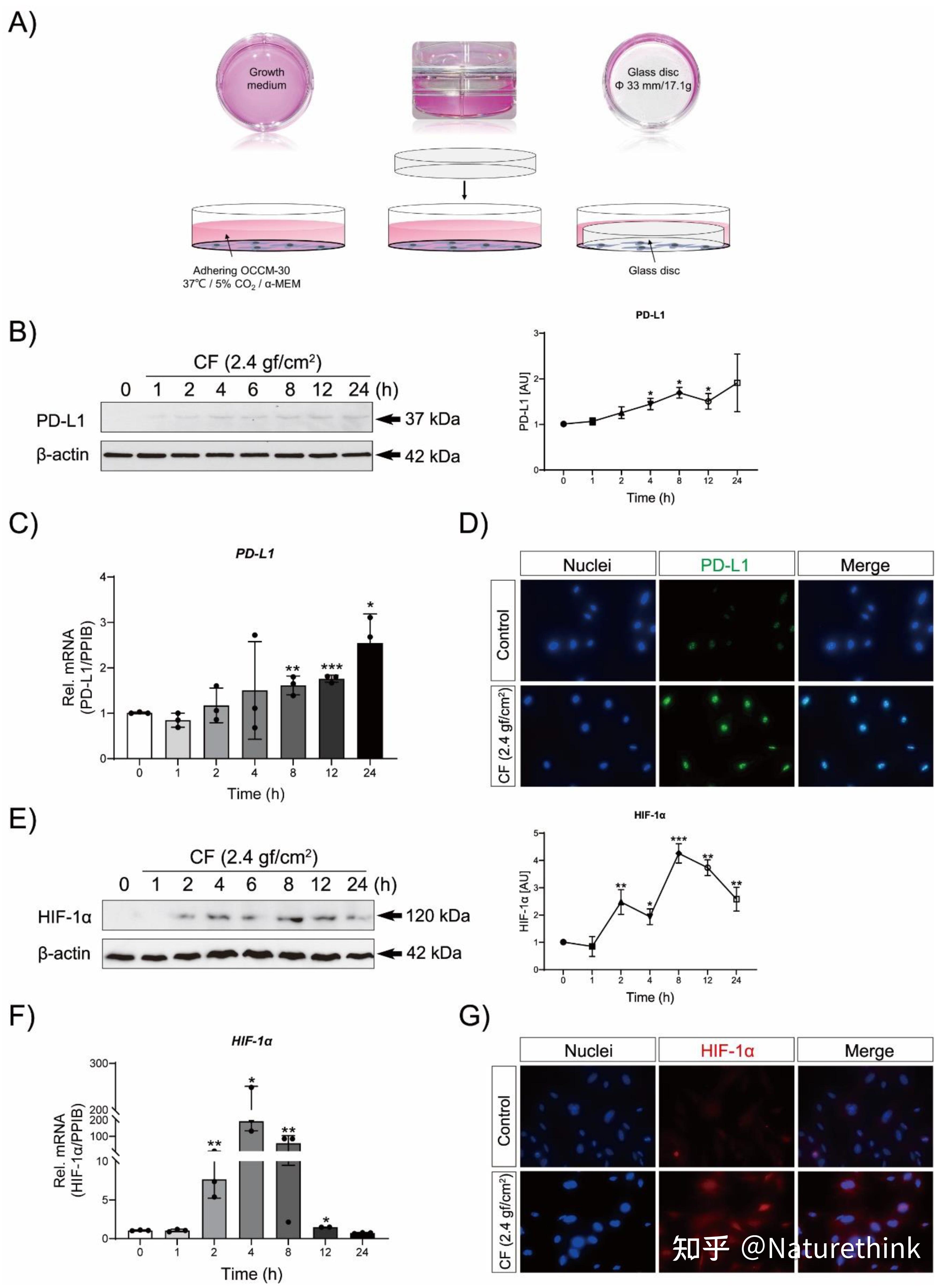 HIF-1α在压缩力下调节（肽聚糖诱导的）成牙骨质细胞PD-L1表达中的作用 - 知乎