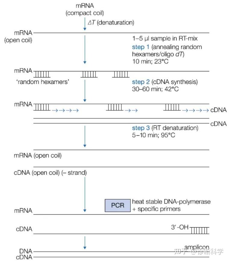 诊断技术｜原核生物和真核生物的RNA - 知乎