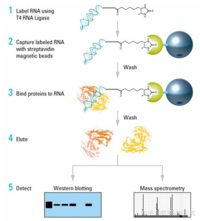 一文掌握pull down实验 || RNA pull down，DNA pull down，Protein pull down - 知乎