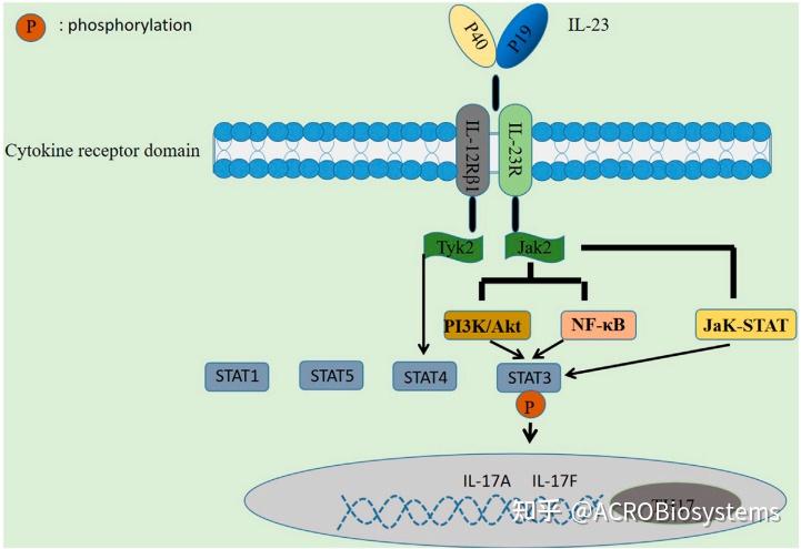 【靶点新势力】IL-23，如何成为自免领域“香饽饽”？ - 知乎