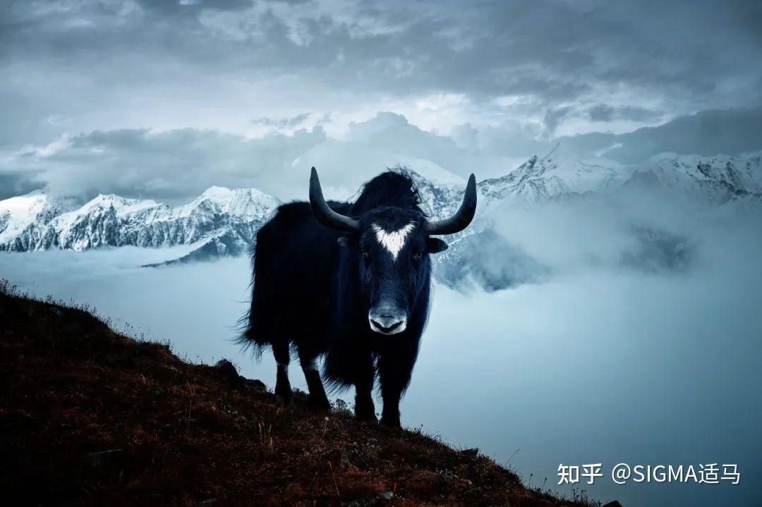 一文详解适马fp L的使用体验 - 知乎