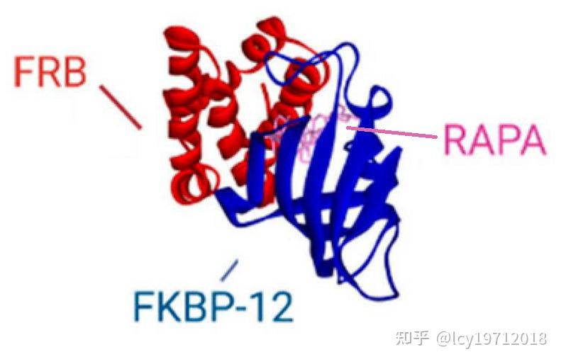 mTOR信号通路（一） - 知乎