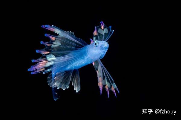 聚光在海洋中迷人的蜱虫大小的生物浮游生物上 - 知乎