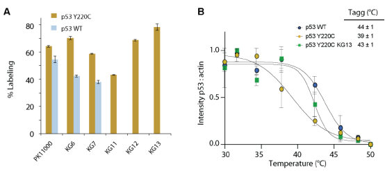 从KRAS到P53，Kevan Shokat教授的两场学术战役 - 知乎