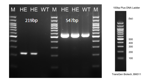 细说肝癌治疗潜力靶点--GPC3 - 知乎