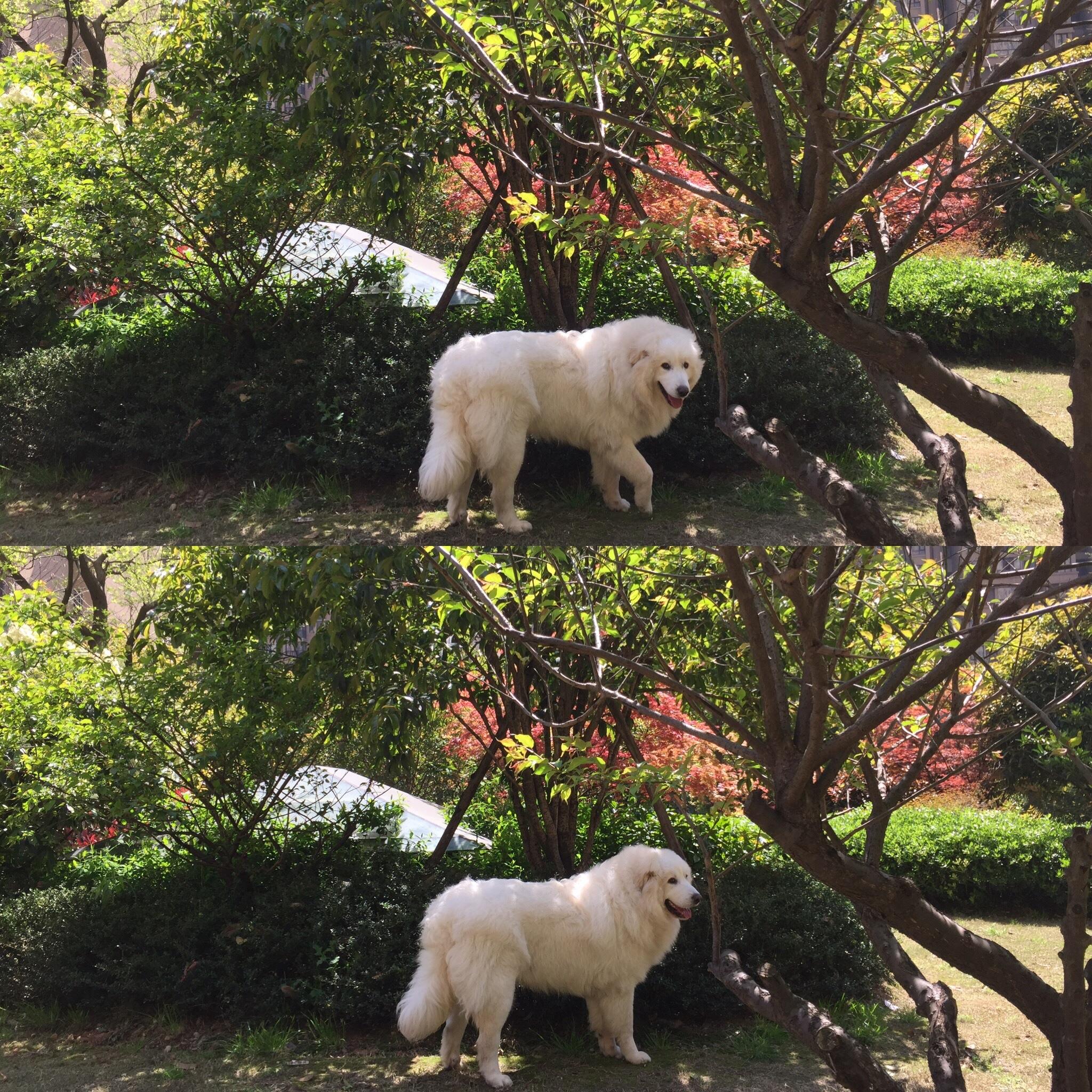 养一只大白熊犬是怎样一种体验? 知乎
