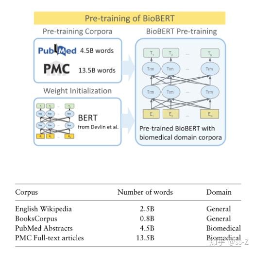 [论文研读]BioBERT - 知乎