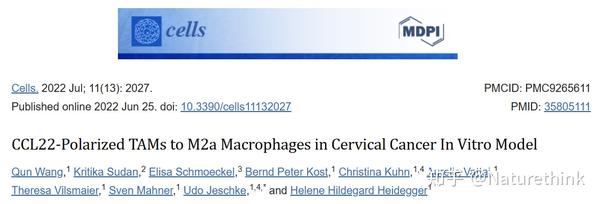 宫颈癌体外模型中CCL22极化TAMs 到 M2a巨噬细胞 - 知乎
