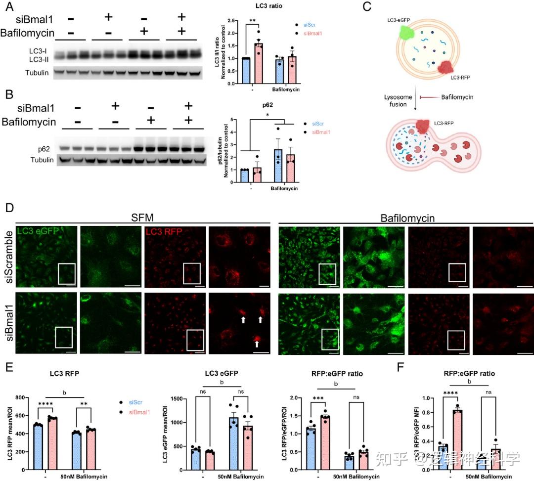 PNAS︱盛顿大学医学院团队发现生物钟蛋白BMAL1影响星形胶质细胞的自噬和内溶酶体功能 - 知乎