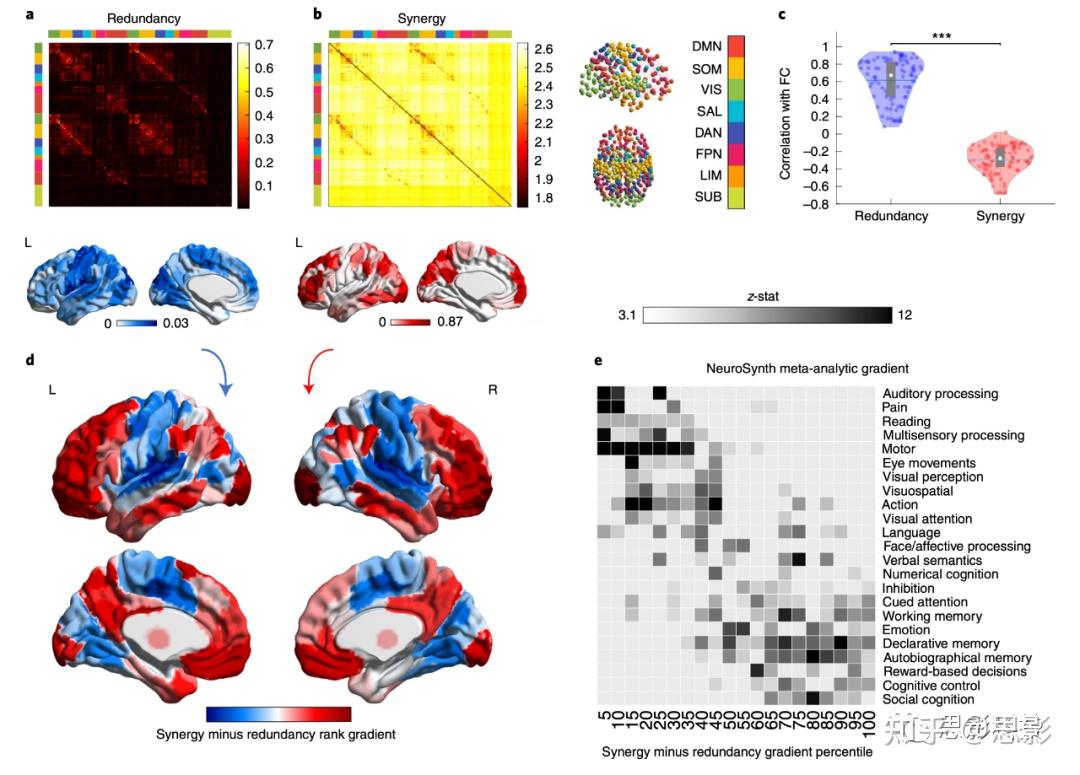Nature Neuroscience：人类大脑进化与认知中的协同 - 知乎