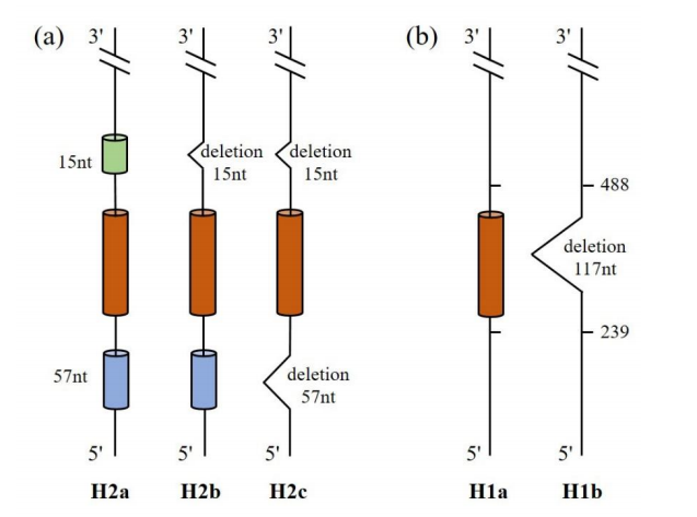 ASGPR：GaINAc-siRNA药物实现肝内靶向递送的关键靶点 - 知乎