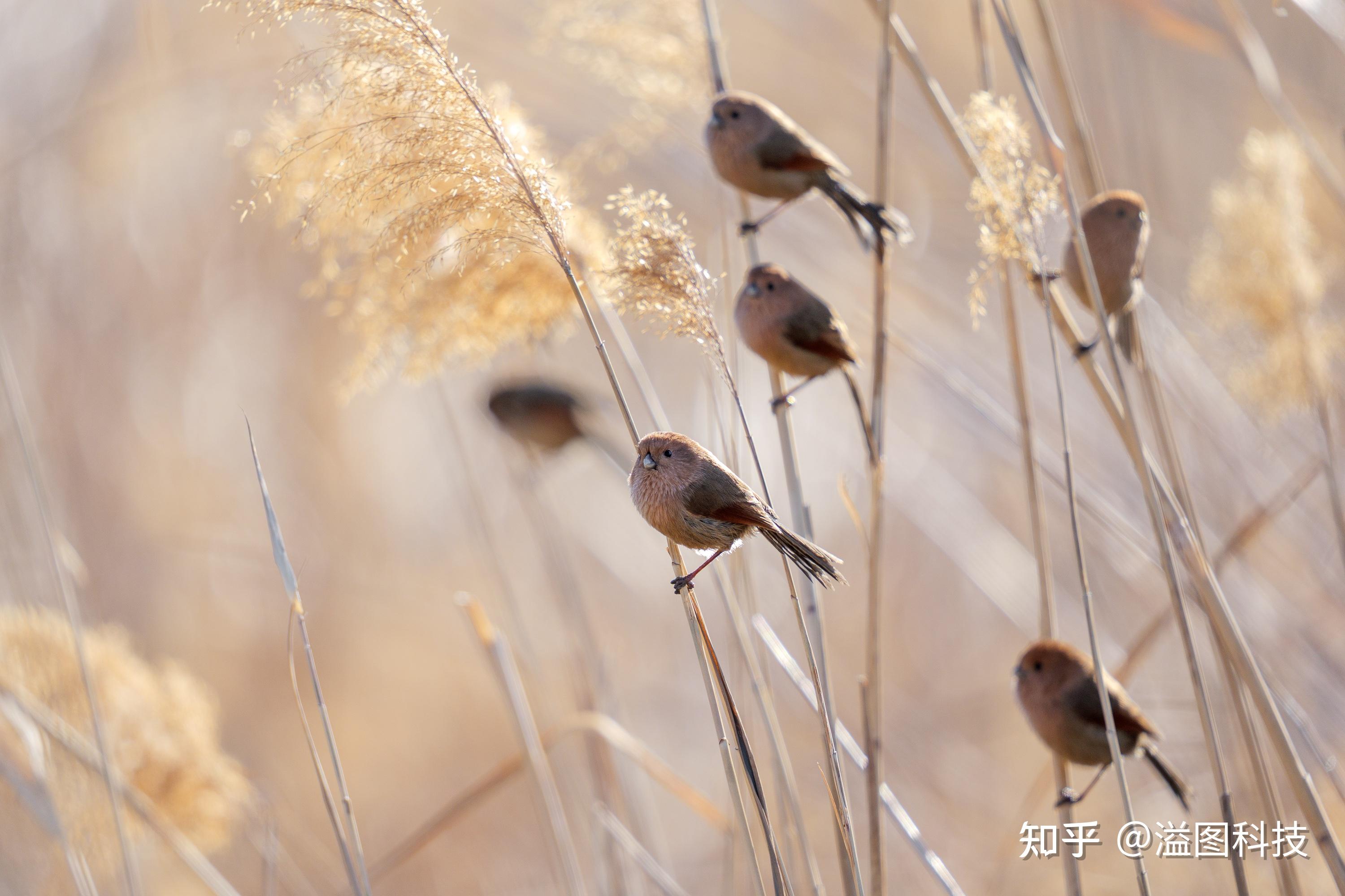 导购 | 适马60-600S和150-600S如何选 - 知乎