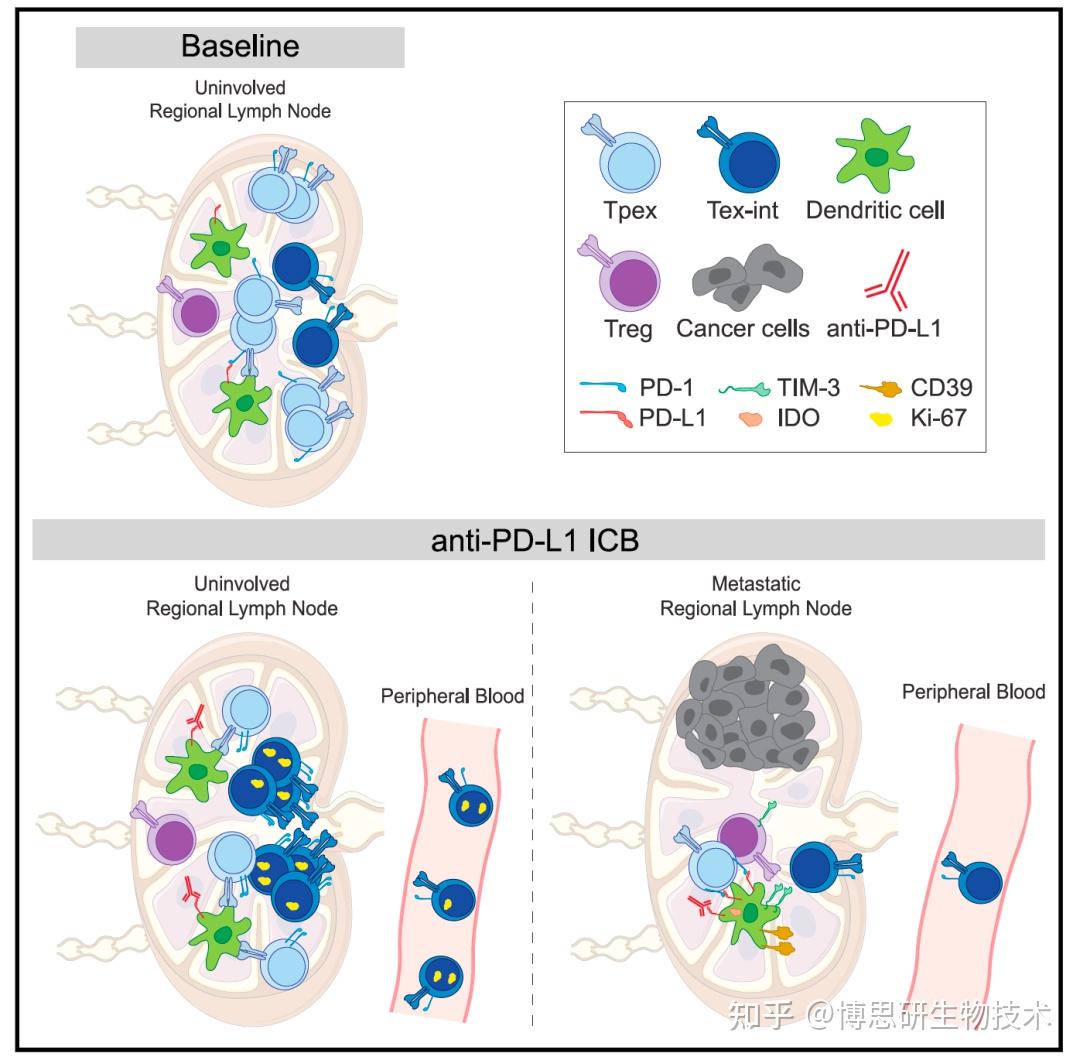 Cell | 人类淋巴结在抗肿瘤免疫反应中的关键作用 - 知乎