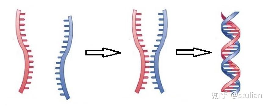 分子生物学回顾——染色体与DNA - 知乎