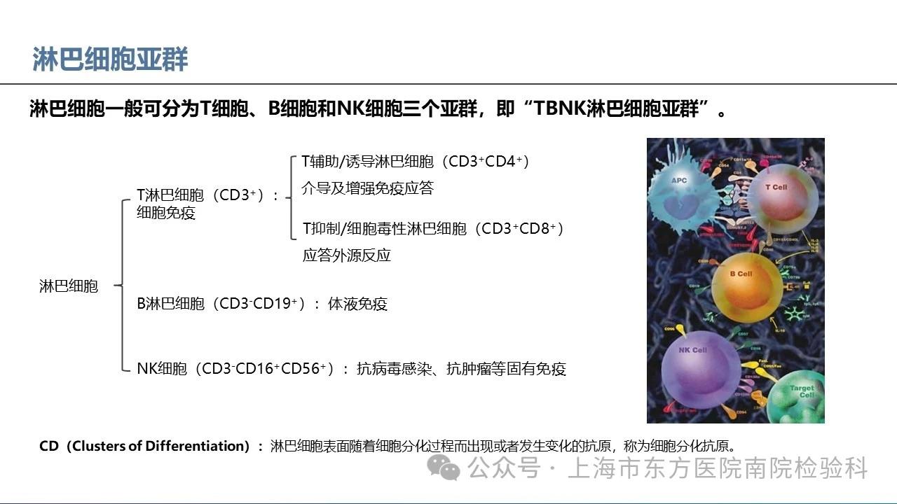 东方医院胡敏：淋巴细胞亚群（TBNK）检测的临床应用 - 知乎