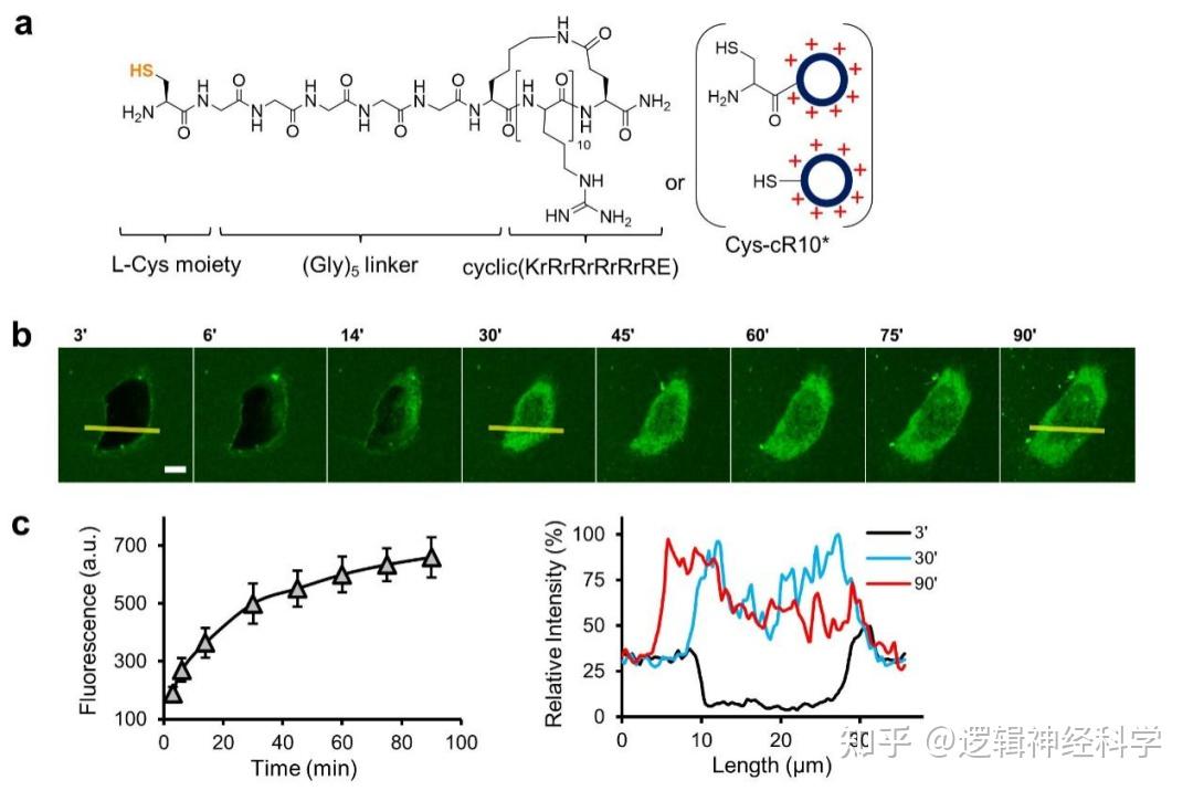 Nat Commun | 哈尔滨工业大学陈西团队在化学诱导临近领域取得重要进展 - 知乎