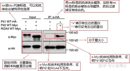 科研小白必看的Co-IP结果解读 - 知乎