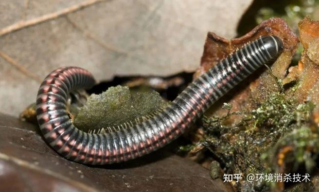 千足虫(马陆)有毒吗？要是被它蛰了怎么办？ - 知乎