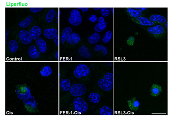 铁死亡指标一览表 - 知乎