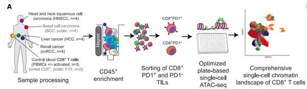 文献解读|Molecular cell （IF=19.328）单细胞多组学解析人类肿瘤浸润T淋巴细胞增强子图谱 - 知乎