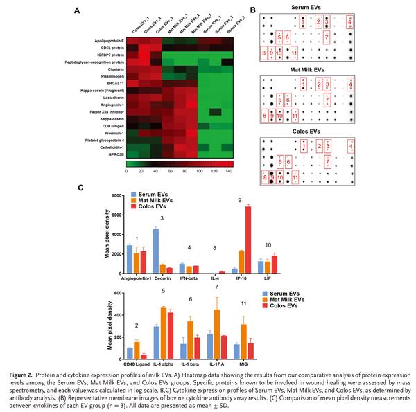 RayBio助力科研机构开发促皮肤伤口愈合新材料|Advanced Healthcare Materials（IF:11.092） - 知乎