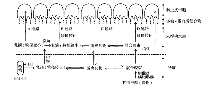 自乳化技术SEDDS：促进亲脂性化合物体内吸收 - 知乎