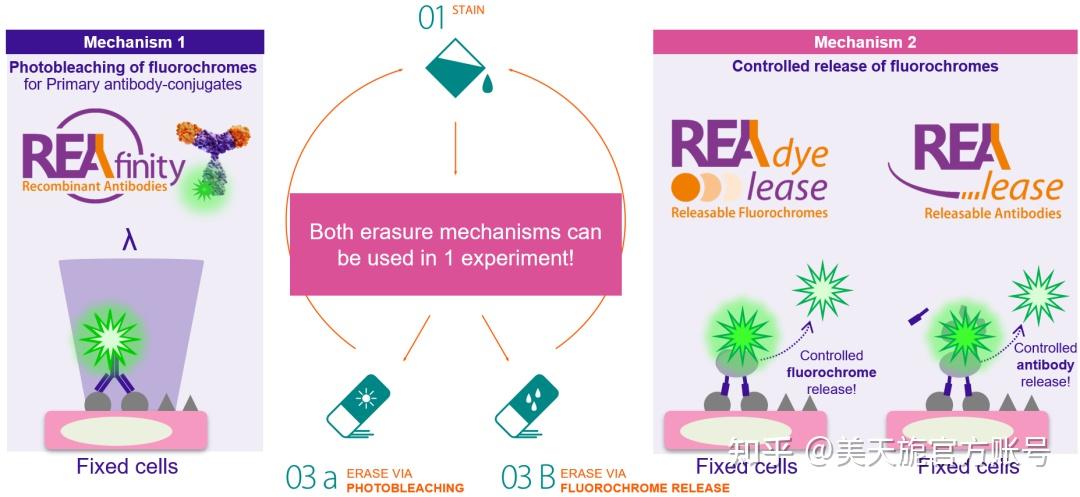 实体瘤治疗的重大突破方向——MACSima全自动空间组图谱成像系统 - 知乎