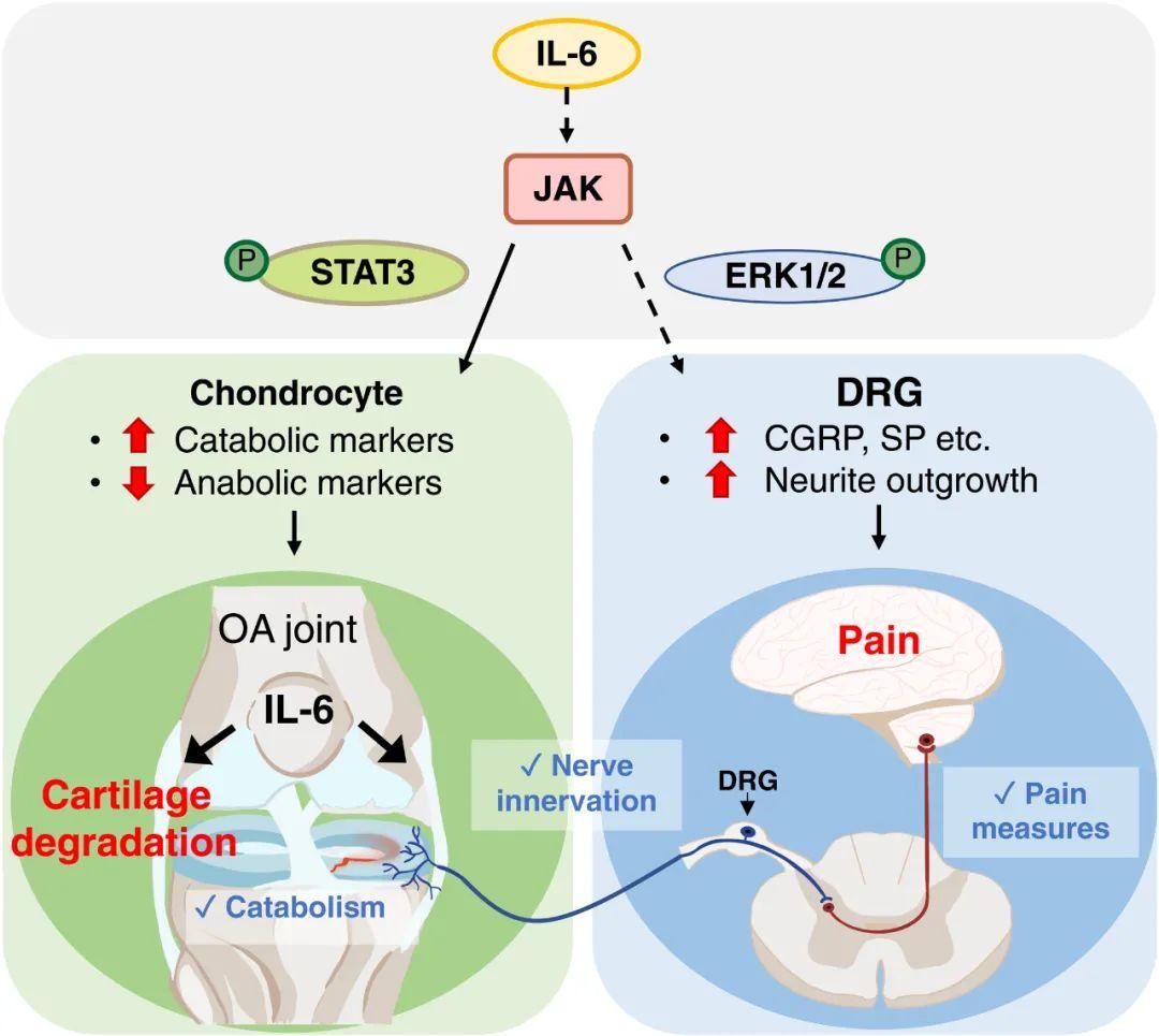 【Science Signaling】IL-6信号传导介导创伤后骨关节炎的软骨退化和疼痛,且具有性别特异性 - 知乎