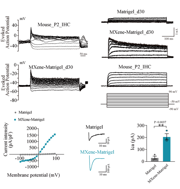 Adv Sci︱东南大学柴人杰团队在耳蜗类器官功能性毛细胞再生方面取得重要进展 - 知乎