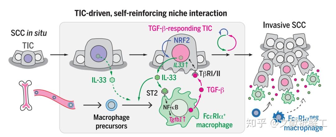 【Science拆解】肿瘤起始细胞（TIC）形成IL-33-TGF-β信号富集的niche促肿瘤进展 - 知乎