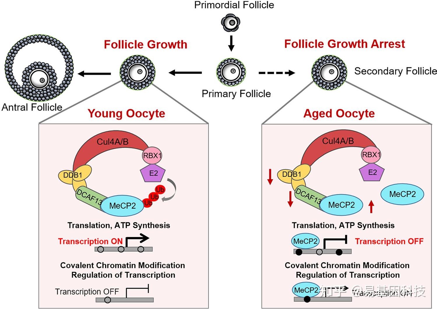 微量DNA甲基化分析揭示MeCP2在卵子发生和卵巢衰老中的表观遗传调控 - 知乎