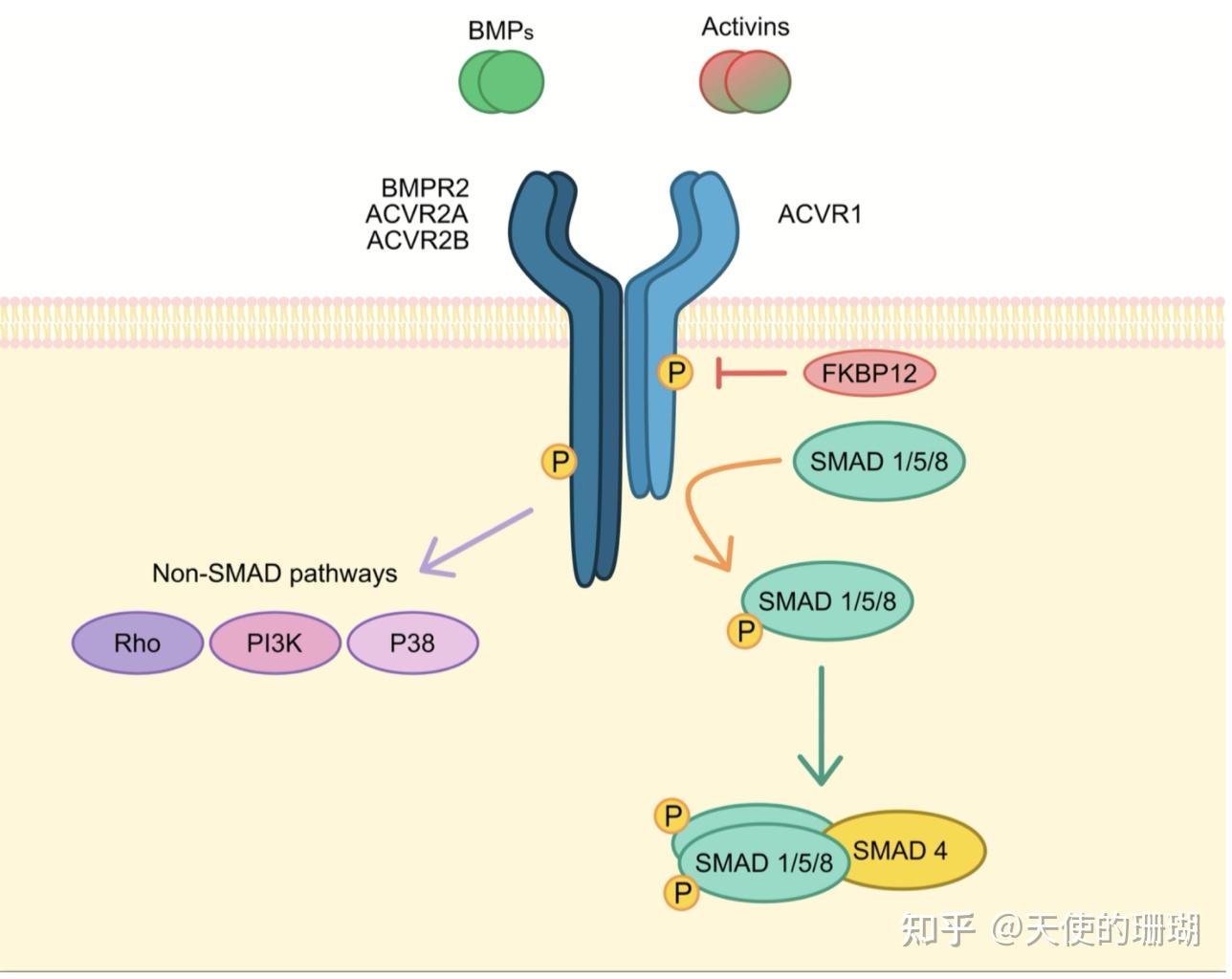 ACVR1在疾病与健康中发挥的作用-1 - 知乎