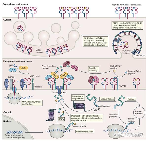 53分综述：MHCⅠ类分子与肿瘤免疫监视和免疫逃避 - 知乎