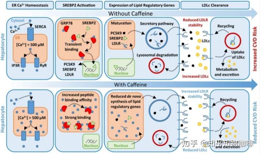 咖啡饮用不完全指南：如何健康地喝咖啡？ - 知乎