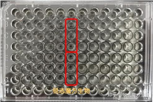 MIC和MBC测试 - 知乎
