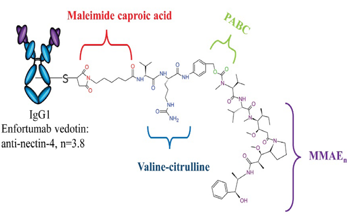 AACR2022 里程碑：首款Nectin-4多肽偶联物（PDC)临床数据优于同靶点ADC - 知乎